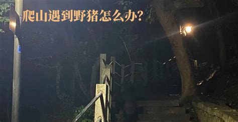 密林里出现两点绿光，一个体型庞大的黑影”女网友孤身夜爬北高峰遇到野猪腾讯新闻
