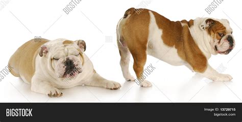 Imagen Y Foto Perro Pedorro Prueba Gratis Bigstock