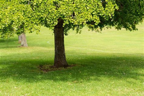 How To Grow And Care For Ginkgo Trees Gardeners Path