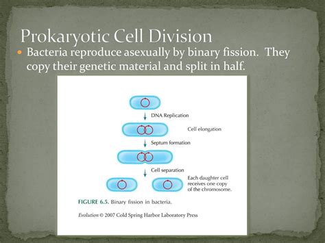 Cell Division Ppt Download