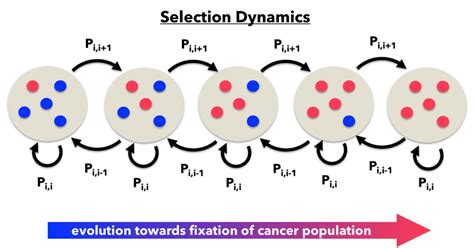 Schematic Of The Moran Process A During Each Time Step A Single Cell