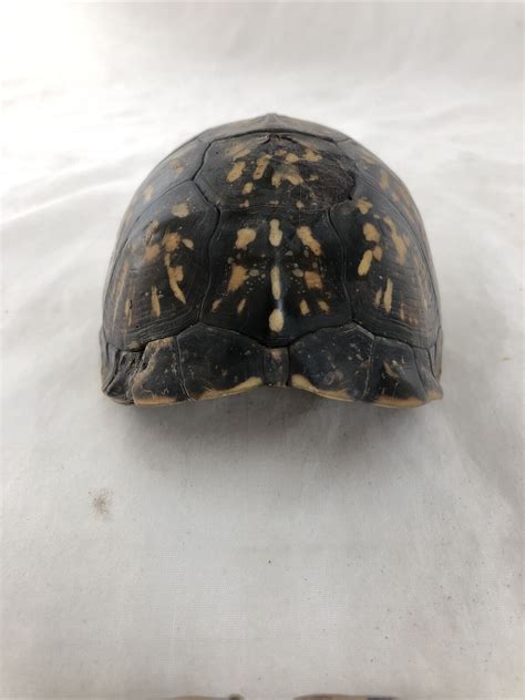 Mavin Eastern Box Turtle Shell Bone Taxidermy Oddity Science Crafts