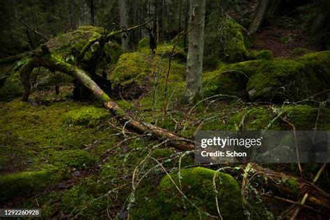 Tree Root Rot Photos And Premium High Res Pictures Getty Images