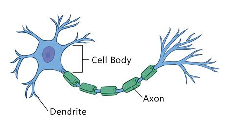 Nerve Cell Diagram Labeled