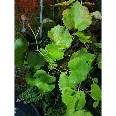 Keratan Angur Isabella Angur Isabella Angur Keratan Angur Pokok Angur Shopee Malaysia