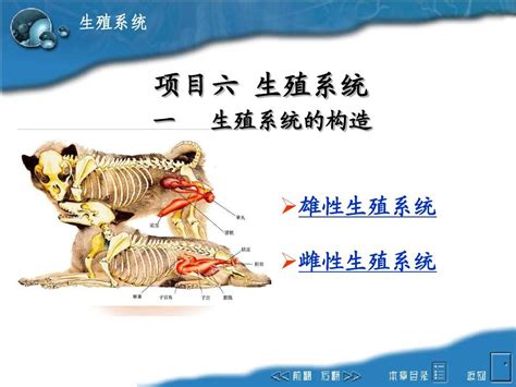 08生殖系统雄性 构造word文档在线阅读与下载免费文档