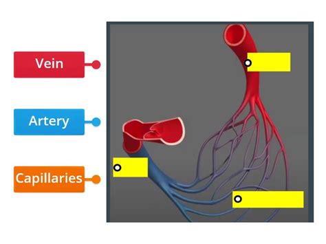 Label The Blood Vessels Labelled Diagram