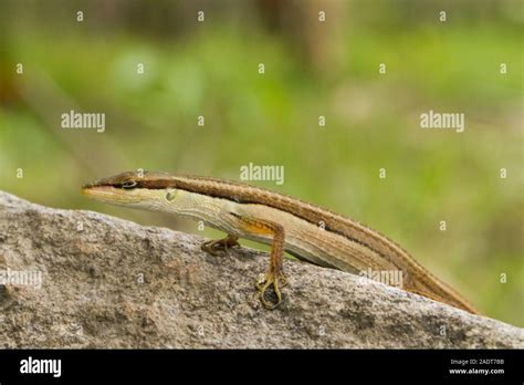 Asian Grass Lizard Six Striped Long Tailed Lizard Or Long Tailed