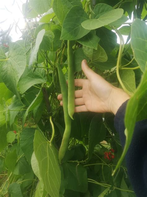 2q Bean Bank Launch Two Queens