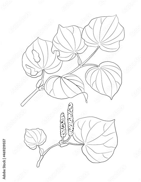 Kawakawa Of New Zealand Black And White Line Art Vector Illustration Stock Vector Adobe Stock