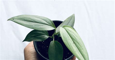 Scindapsus Hederaceus Urban Roots