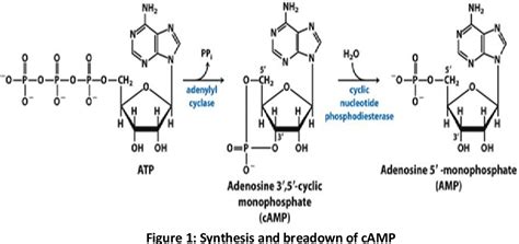 Figure 1 From Phosphodiesterase What Is In An Enzyme Semantic Scholar