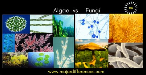 Difference Between Algae And Fungi Algae Vs Fungi