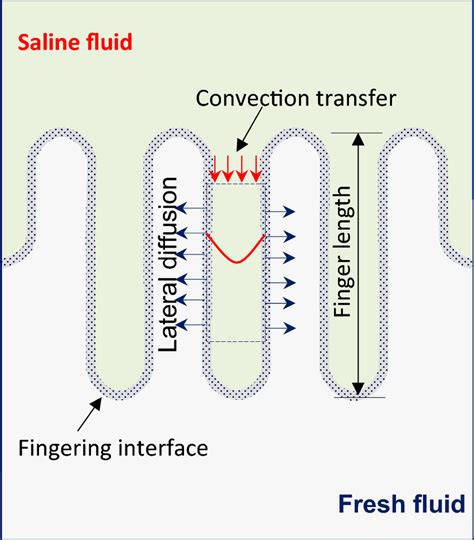 A Schematic Model Sketch Fingering Interface Convection Transport And Download Scientific