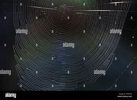 Closeup Of A Spider Web Pattern Motif Construction And Iridescent Colours From Refracted Light