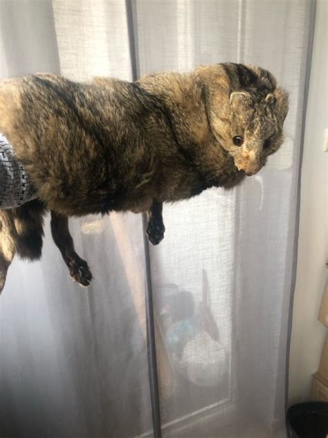 Lička Divlja Mačka Preparirana