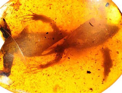 Dinosaur Fossils In Amber