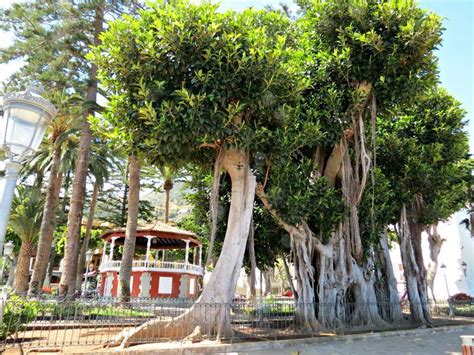 Pin By Tania K On Trees Tree Plants Garden
