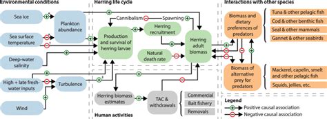Conceptual Figure Showing Causal Relations With Prevailing Direction Of