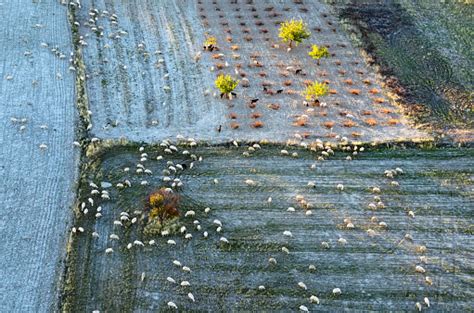 방목 양이있는 그림 같은 계곡의 그림 같은 항공 풍경 전망 들판에서 방목하는 양 무리 시골에 있는 양 떼 가을 아침 카파도