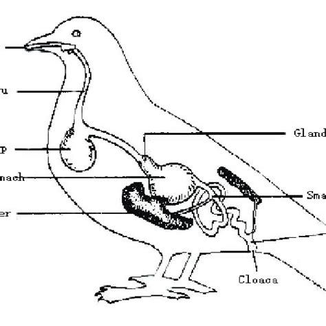 Measurement Method Of Digestive System Parameters Download Scientific Diagram
