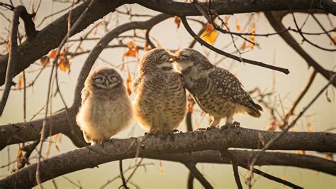 Nikon Comedy Wildlife Awards 2024 Winners Announced Nikon Rumors