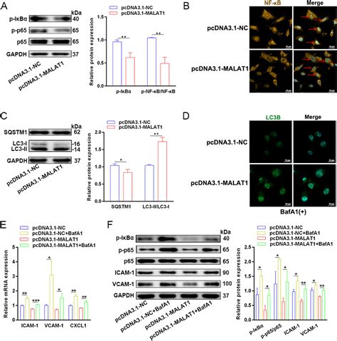 LncRNA MALAT1 Suppresses Monocyte Endothelial Cell Interactions By Targeting MiR 30b 5p And