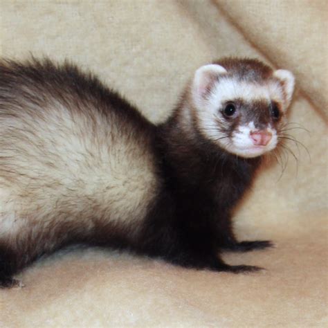 Cameron Sullivan Youtube