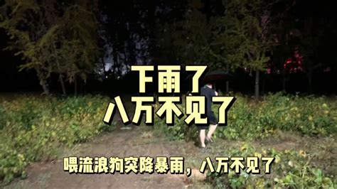 突降暴雨！八萬不見了，真的好擔心它，想先把三個小奶狗帶回家在慢慢的找好人家，可是它們警惕性太高根本不能近身。 Youtube