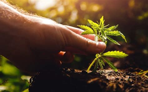 What Is Raw Cbd Oil And How Is It Different Aura Cbd Oil