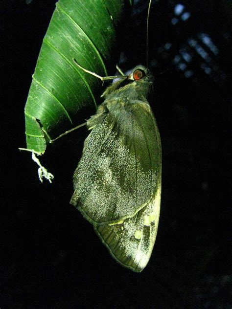 Bug