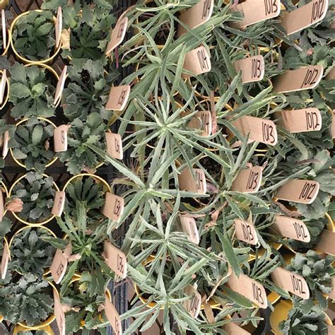 Intraspecific Variation In Leaf Structure And Growth Form In 12
