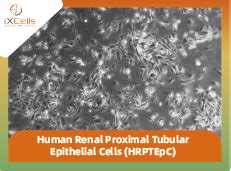 Human Renal Proximal Tubular Epithelial Cells Hrptepc 佰默生物