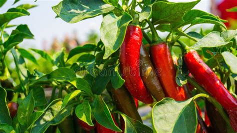 Close Up Shot Of Red Hot Chili Peppers Growing In A Garden Stock Image