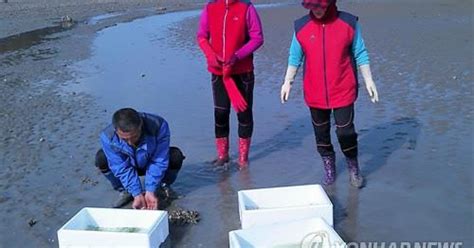 영광 해안 수억원 들여 뿌려놓은 조개 무단 채취에도 무방비