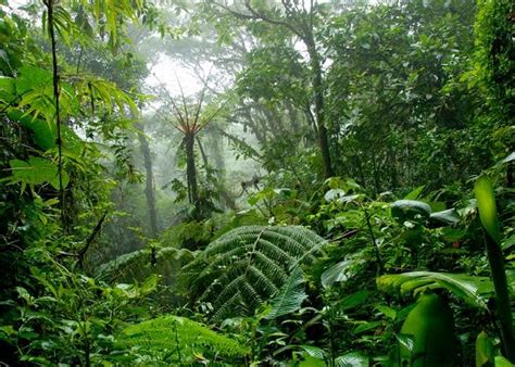 Searchrequest Extremely Dense Vegetation Request And Find Skyrim