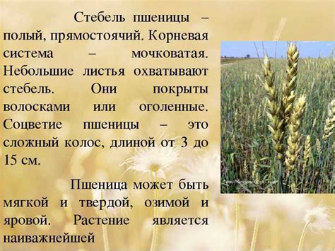 Рожь: родина и история возделывания, ботаническое описание, ржаной ...
