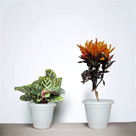 Vibrant Foliage Duo Peacock And Lemon Croton Plants