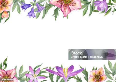 손으로 그린 꽃 프레임에는 수채화 미나리 아재비과 크로커스 히아신스 흰색 배경에 분리된 녹색 잎이 있습니다 엽서 디자인 초대장 템플릿 인사말을 위한 식물 그림 개화기에 대한