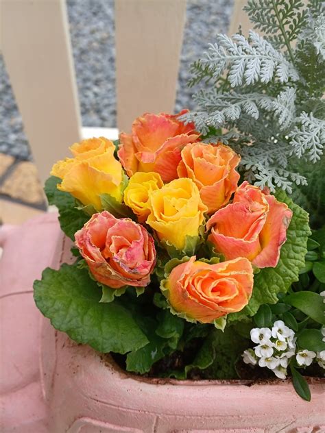 プリムラジュリアンの寄せ植え💕 Cainz Diy Square
