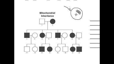 Polygenic Inheritance Pedigree