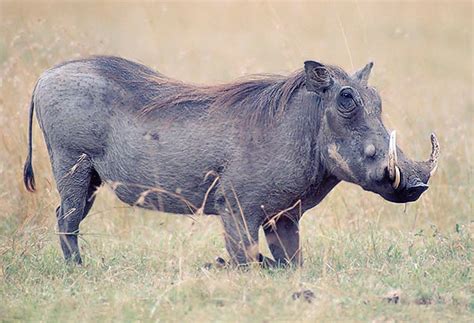 Phacochoerus Aethiopicus Monaco Nature Encyclopedia