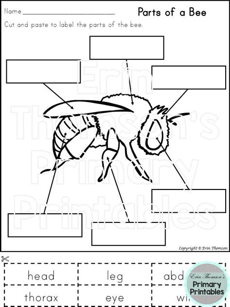 Labeling Worksheets ~ Bug Body Parts Kindergarten Worksheets