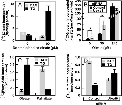 Identification Of Ubxd Protein As A Sensor For Unsaturated Fatty Acids And Regulator Of
