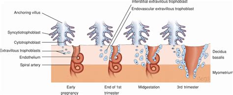 Implantation And Placental Development Obgyn Key