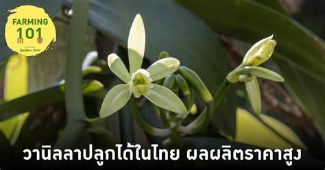 วานิลลา วนิลา ปลูกได้ในประเทศไทย ให้ผลผลิตราคาสูง บ้านและสวน
