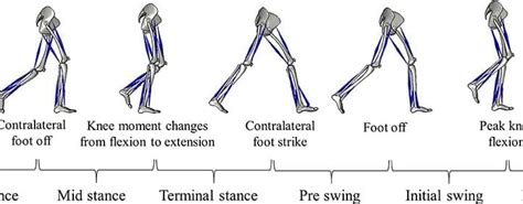 Surface Electromyography Normalization Affects The Interpretation Of Muscle Activity And