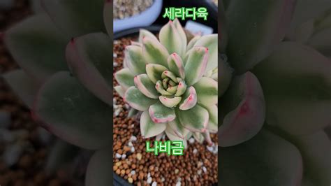 Succulent Youtube