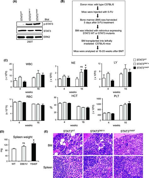 Analysis Of The In Vivo Effects Of Stat3 Mutations In A Mouse Bone Download Scientific Diagram
