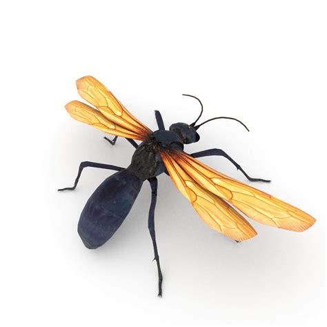 Tarantula Hawk Wallpapers Wallpaper Cave